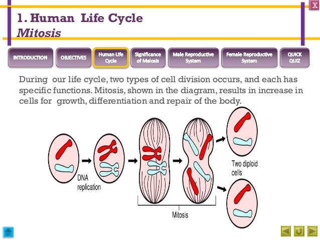 Sexual Reproduction In Humans