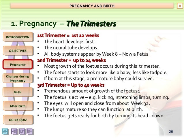 Integrated Science M3 Fertilization Pregnancy And Birth Science ...