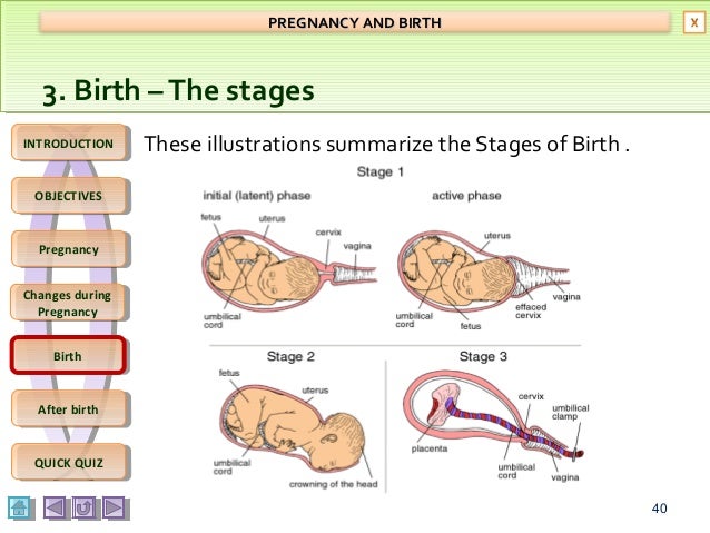 Prenatal Development Fertilization Process