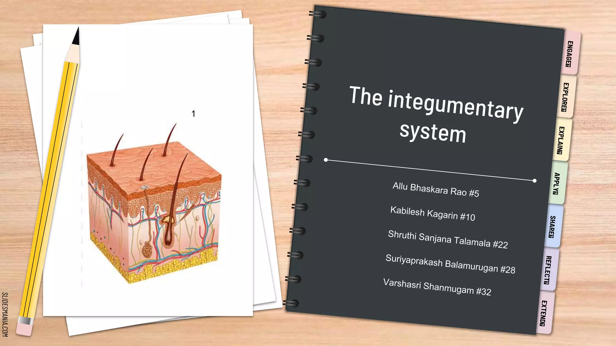 INTEGUMENTARY SYSTEM.pptx