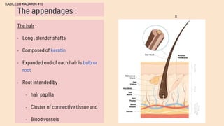 INTEGUMENTARY SYSTEM.pptx