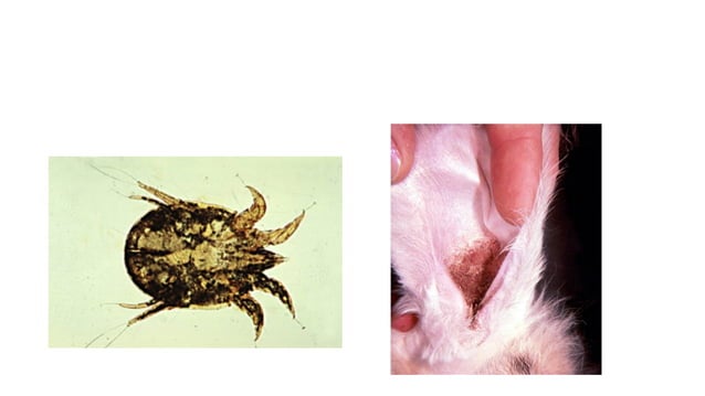 Power point presentations related to mite | PPT