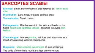 Power point presentations related to mite | PPT | Free Download