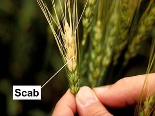 wheat diseases | PDF