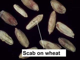 wheat diseases | PDF