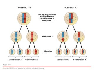Meiosis | PPT