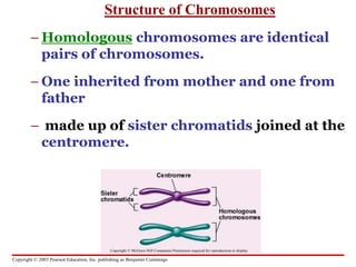 Meiosis | PPT