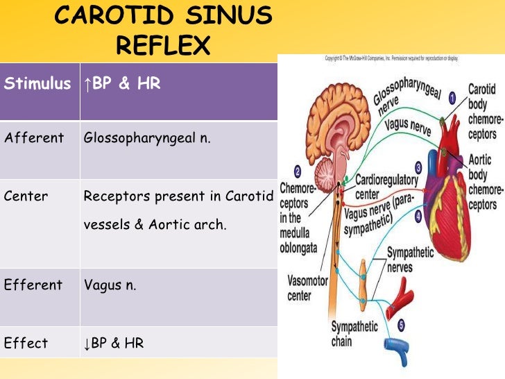 Physiology of ANS