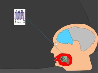 types of receptors | PPTX | Ear, Nose and Throat Conditions | Diseases ...