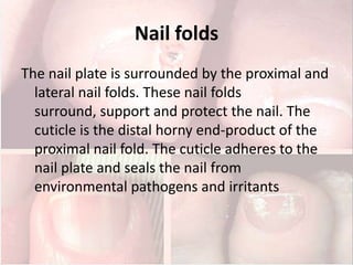 dermatology.nail disorder.(dr.mhamad usif) | PPTX