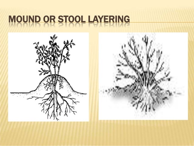 newby question about multiple trunks and propagation - Ourfigs.com