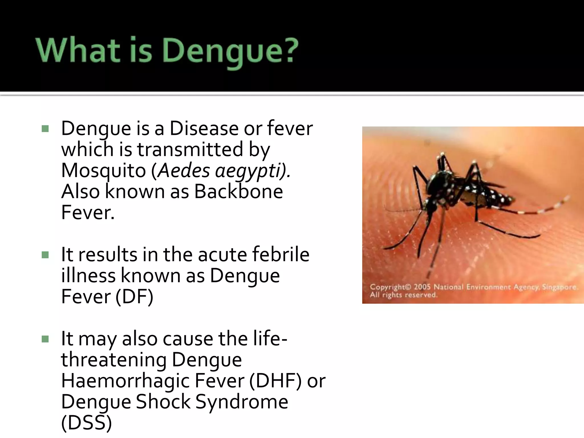 Dengue Fever Facts | PPT