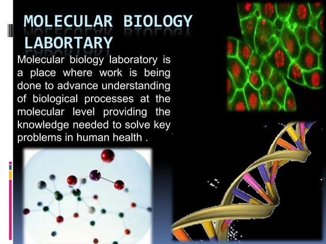 Biosafety and ethics in Molecular biology laboratory | PPTX | First Aid ...