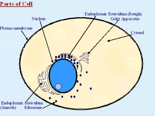 cell,subcellular organelles,and transport