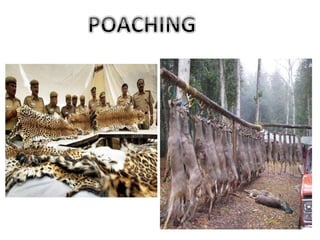 ailing planet part 1 | PPTX | Environmental Services Industry | Industries