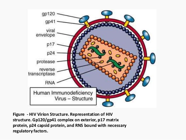 hiv vaccine