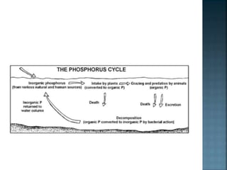 Phosphorus Cycle Ocean