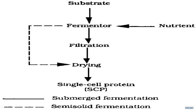 Single Cell Protein