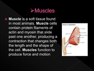 Movement in plants and animals | PPTX