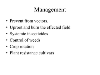 Plant Viruses Diseases and Symptoms | PPTX | Infectious Diseases ...
