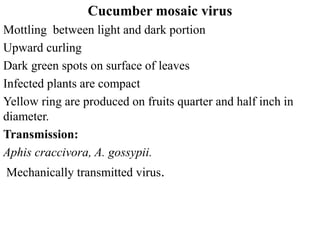 Plant Viruses Diseases and Symptoms | PPTX