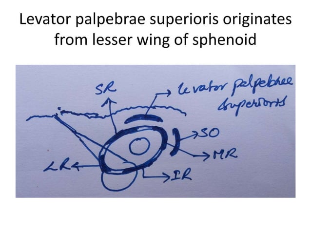 Line diagrams - skull base 360 - part 2 | PPT