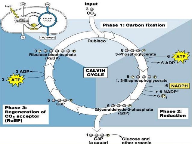 Different mode of carbon dioxide assimilation