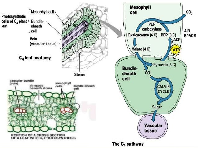 Different mode of carbon dioxide assimilation