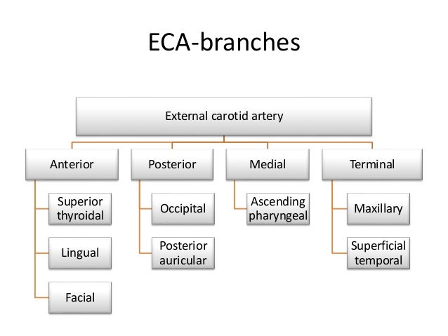 ARTERIAL AND VENOUS SUPPLY OF BRAIN