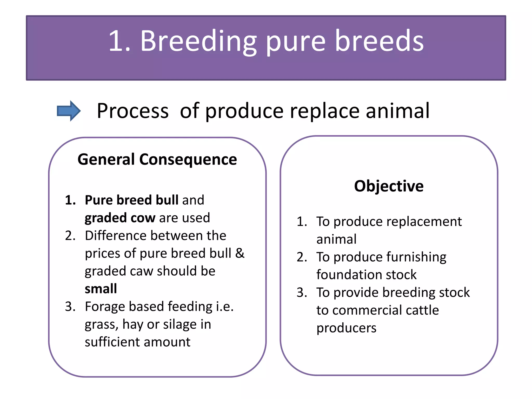Beef production system | PPTX