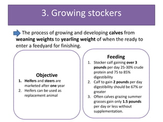 Beef production system | PPTX
