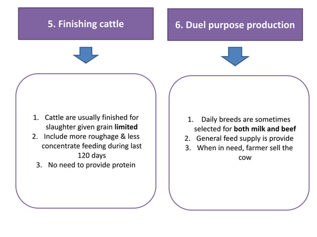 Beef production system | PPTX