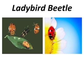 predators (entomology) | PPTX