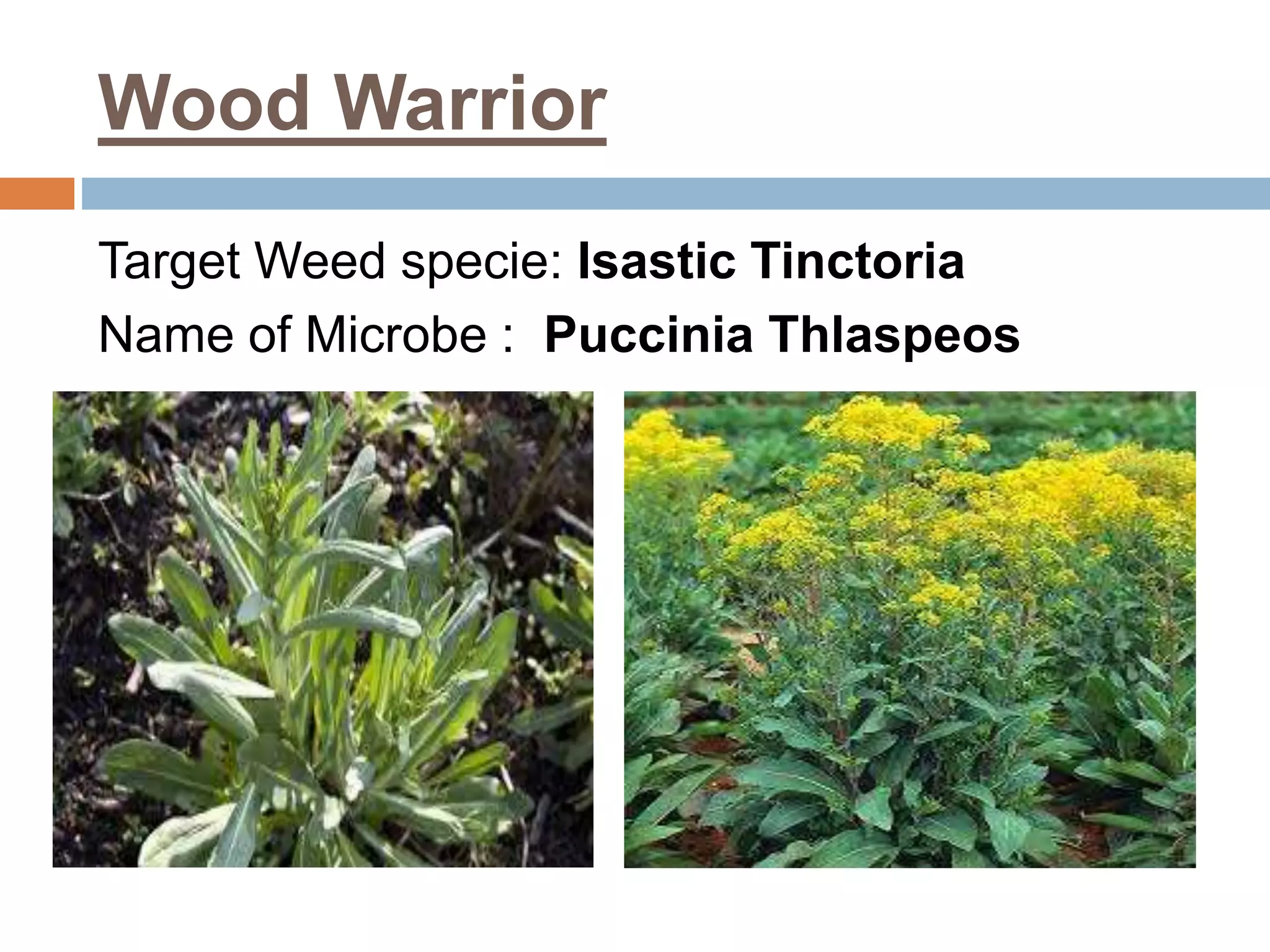 Biological herbicides and its types with available bio hebicides | PPTX