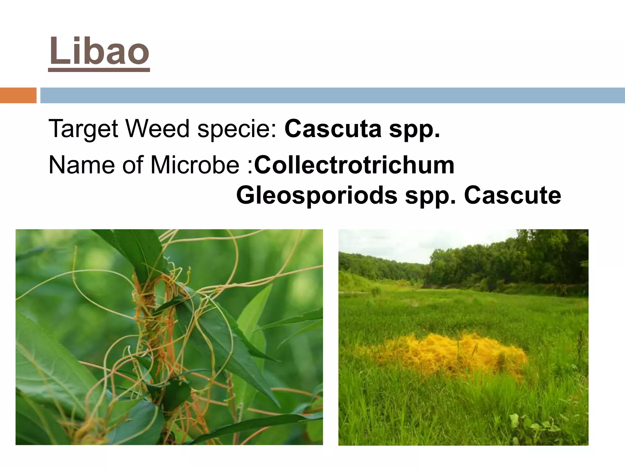 Biological herbicides and its types with available bio hebicides | PPTX