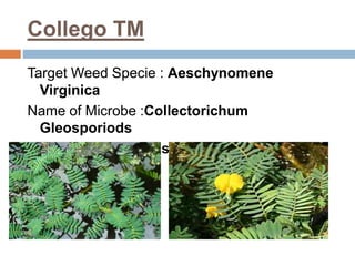 Biological herbicides and its types with available bio hebicides | PPTX