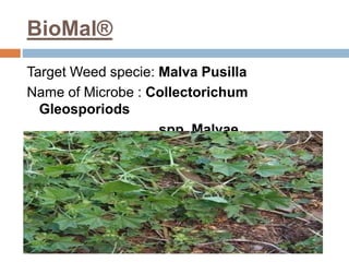 Biological herbicides and its types with available bio hebicides | PPTX