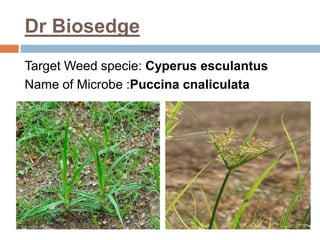 Biological herbicides and its types with available bio hebicides | PPTX