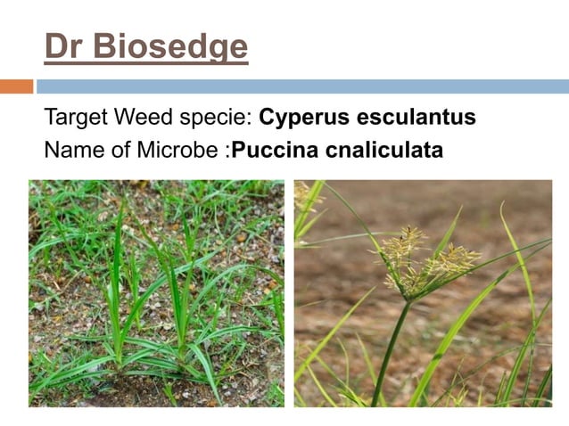 Biological herbicides and its types with available bio hebicides | PPTX