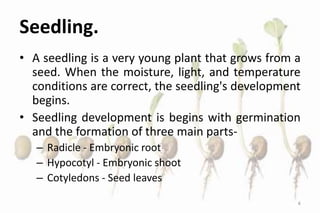 Seedling functional type | PPT
