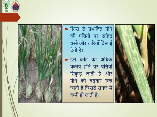 Integrated pest management in onion and garlic | PPTX