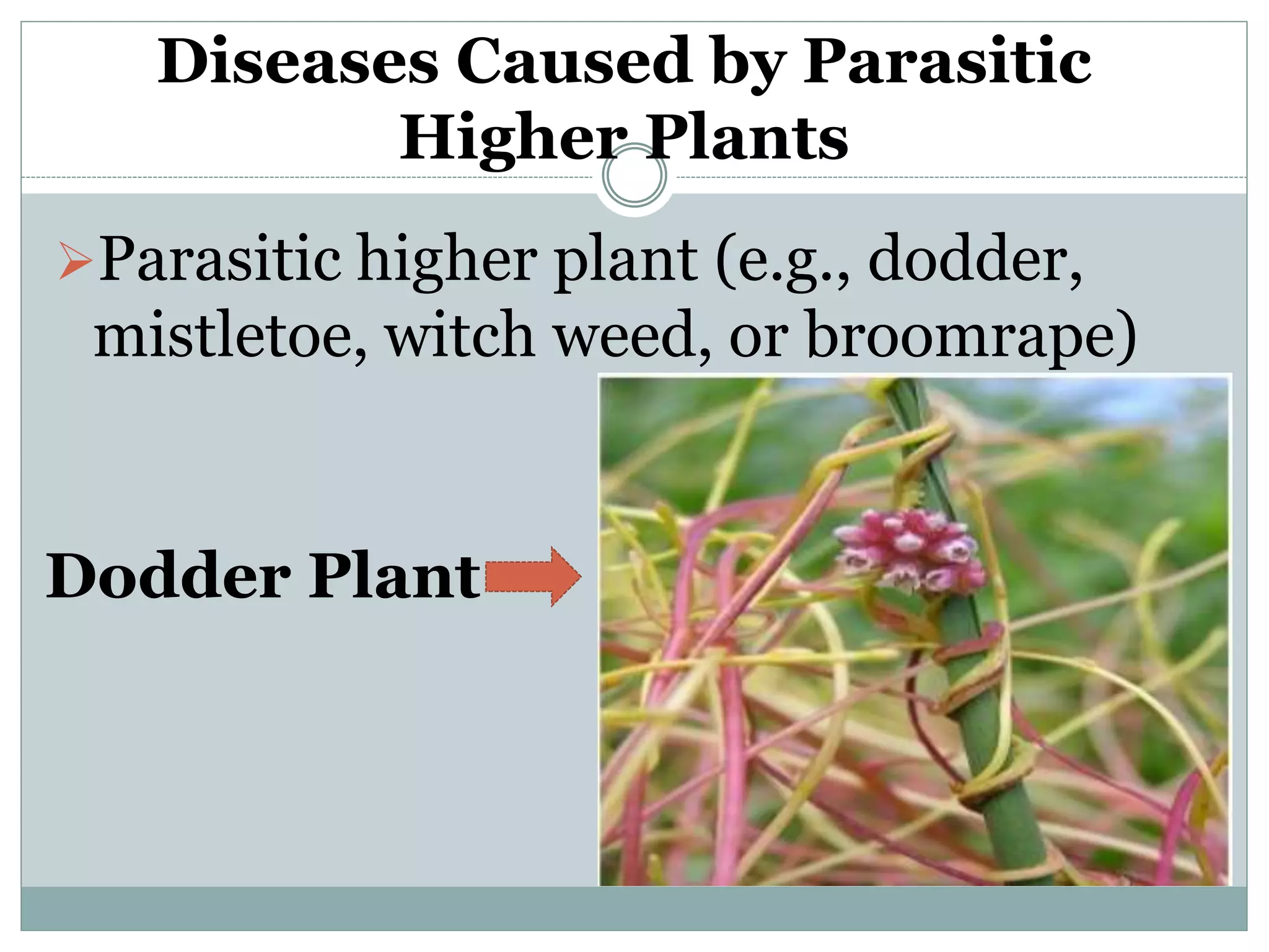 Procedures in the diagnosis of plants diseases | PPTX