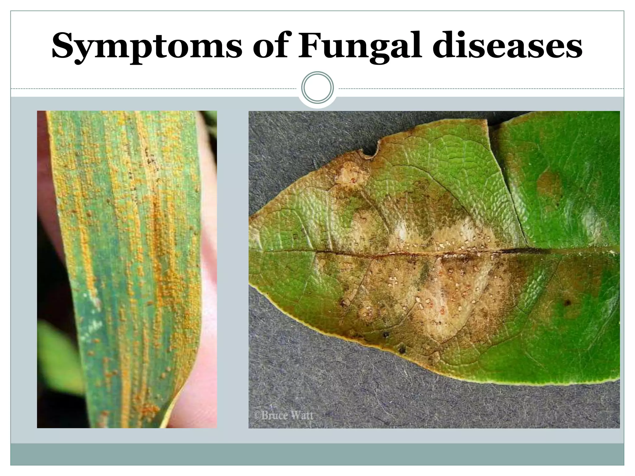 Procedures in the diagnosis of plants diseases | PPTX