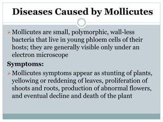 Procedures in the diagnosis of plants diseases | PPTX