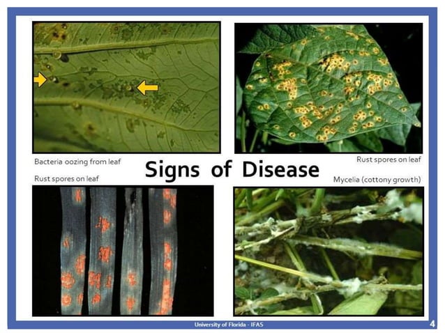 Procedures in the diagnosis of plants diseases | PPTX