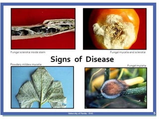 Procedures in the diagnosis of plants diseases | PPTX