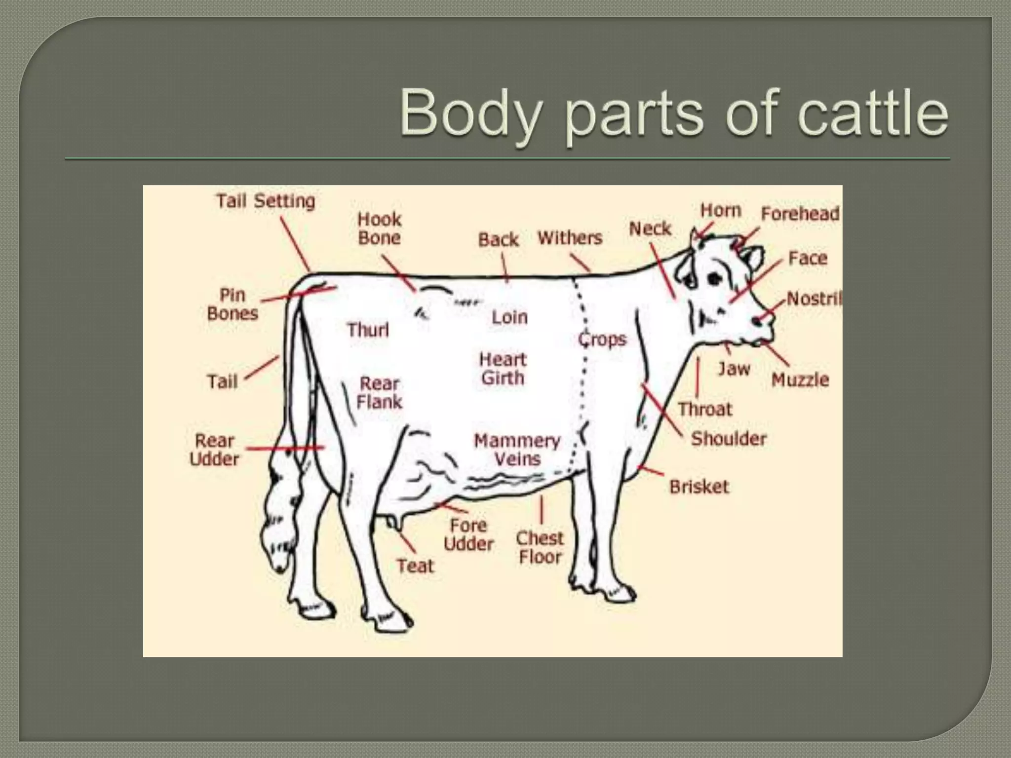 different animal body parts by dr jigar patel | PPTX