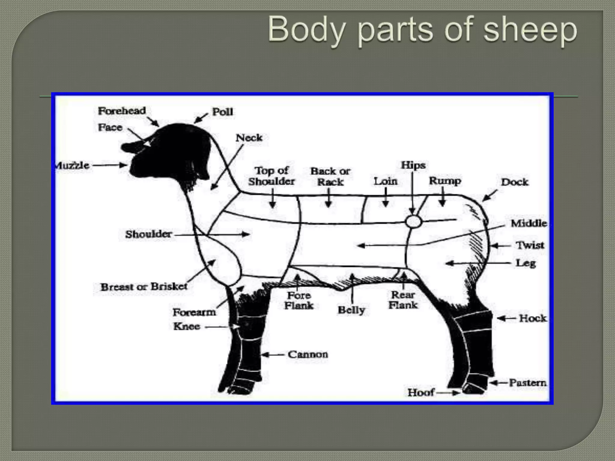 different animal body parts by dr jigar patel | PPTX