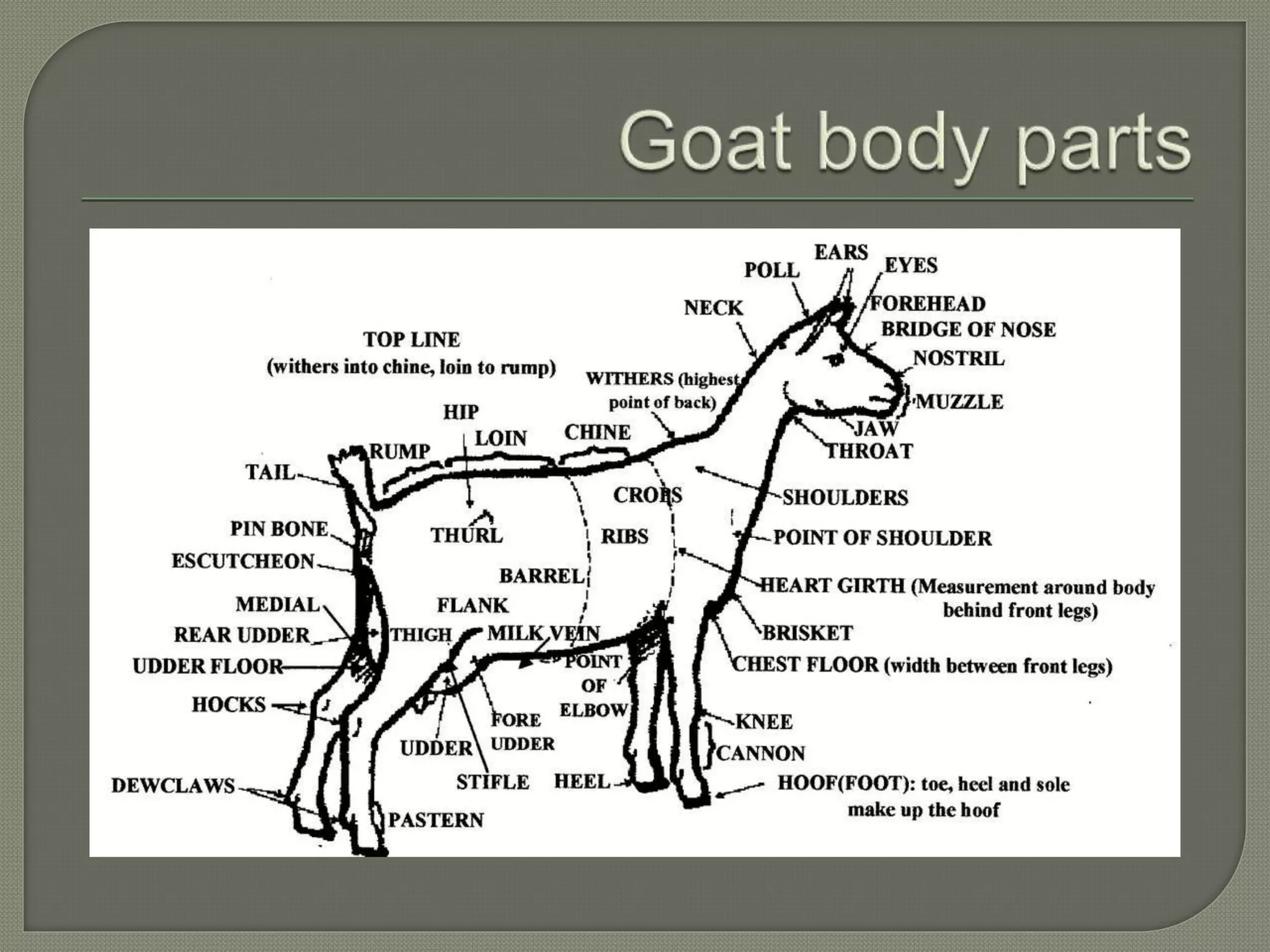 different animal body parts by dr jigar patel | PPTX