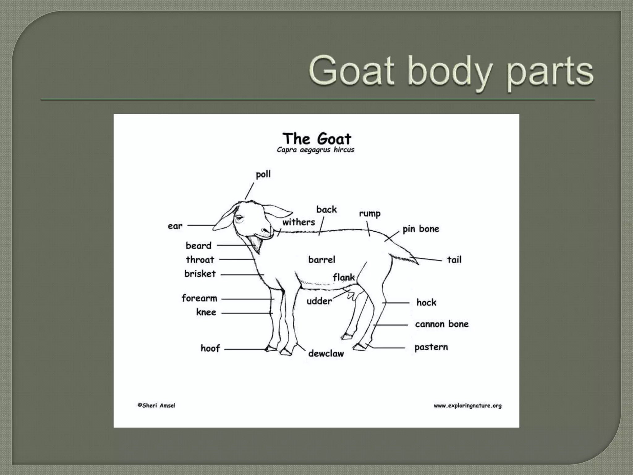 different animal body parts by dr jigar patel | PPTX
